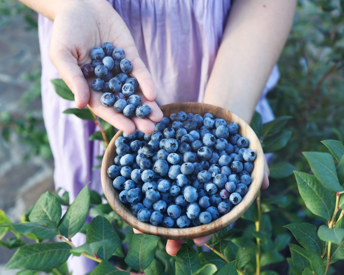 Jeden Tag Blaubeeren essen: Kann ungeahnte Folgen haben – Experten ...