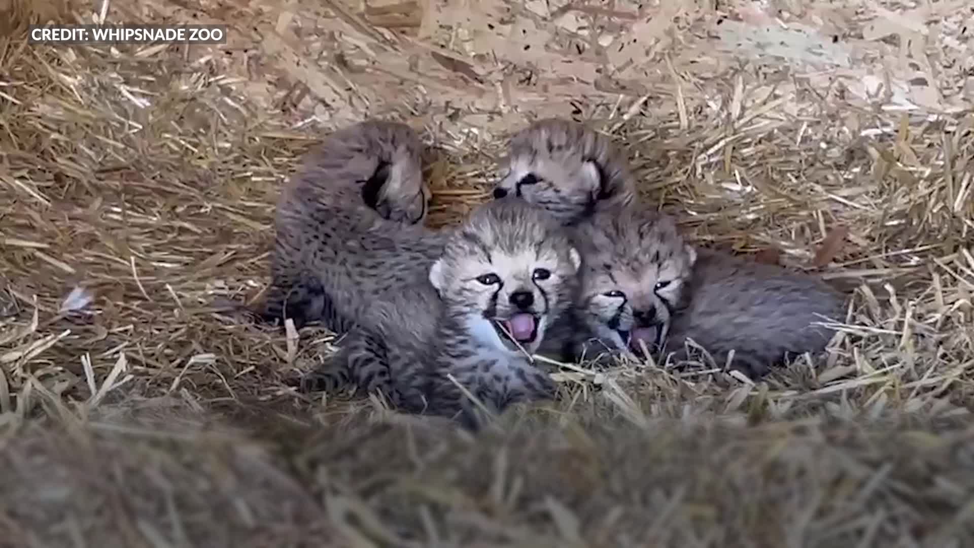 Seven cheetah cubs born at Whipsnade Zoo