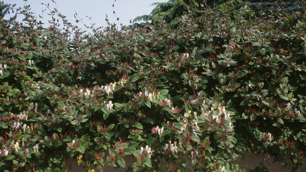 Honeysuckle care secrets every gardener should know