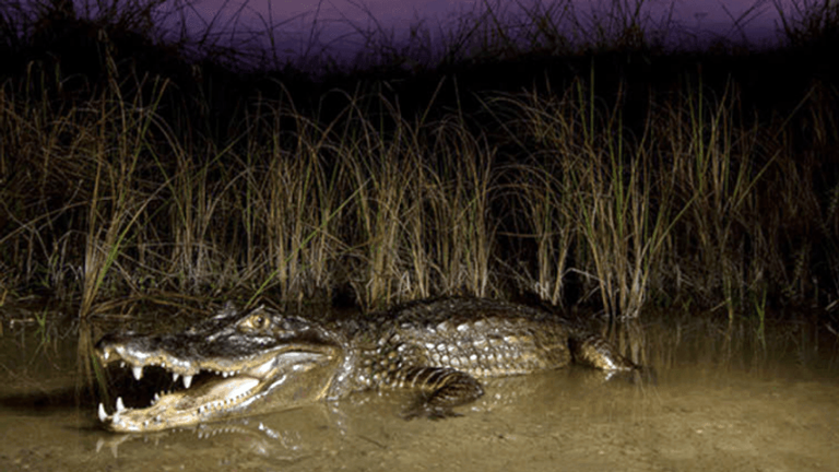 Not a crocodile or alligator, this predator is invading South Florida