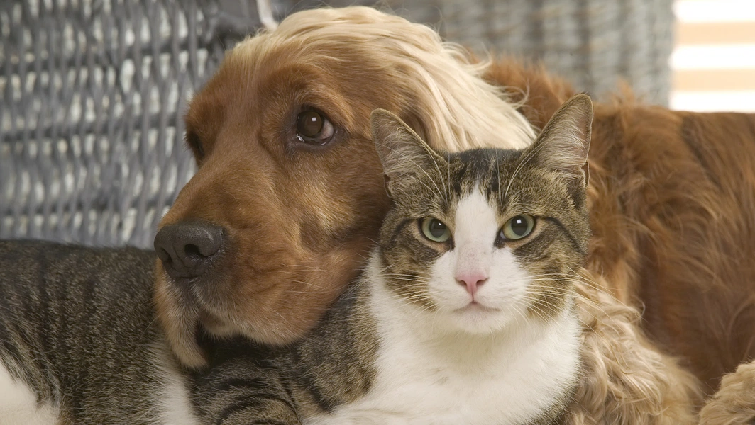 Study finds cats may raise stress in tense moments