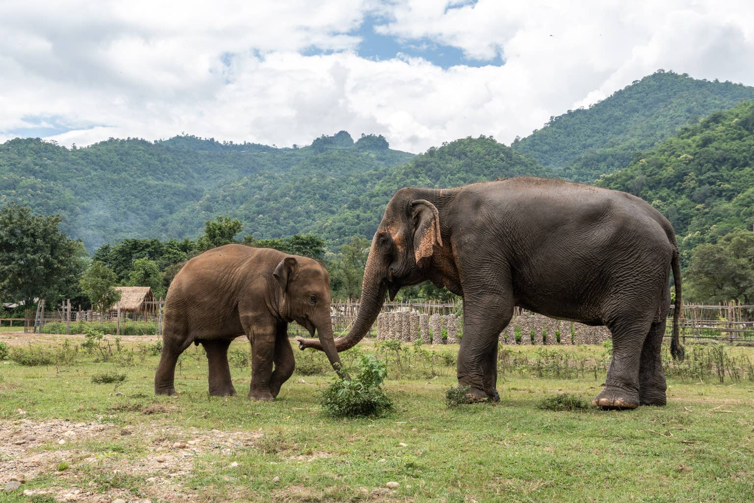 Baby elephant rejected by her mom finds the most loving adopter