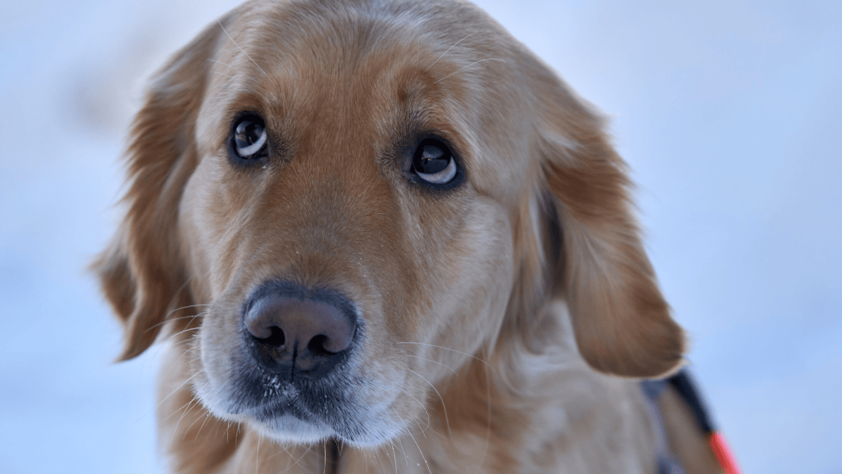 7 expert tips for calming an aggressive dog when guests arrive
