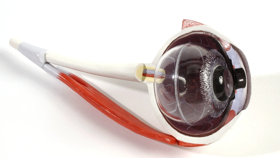 Why human sclera are bright white