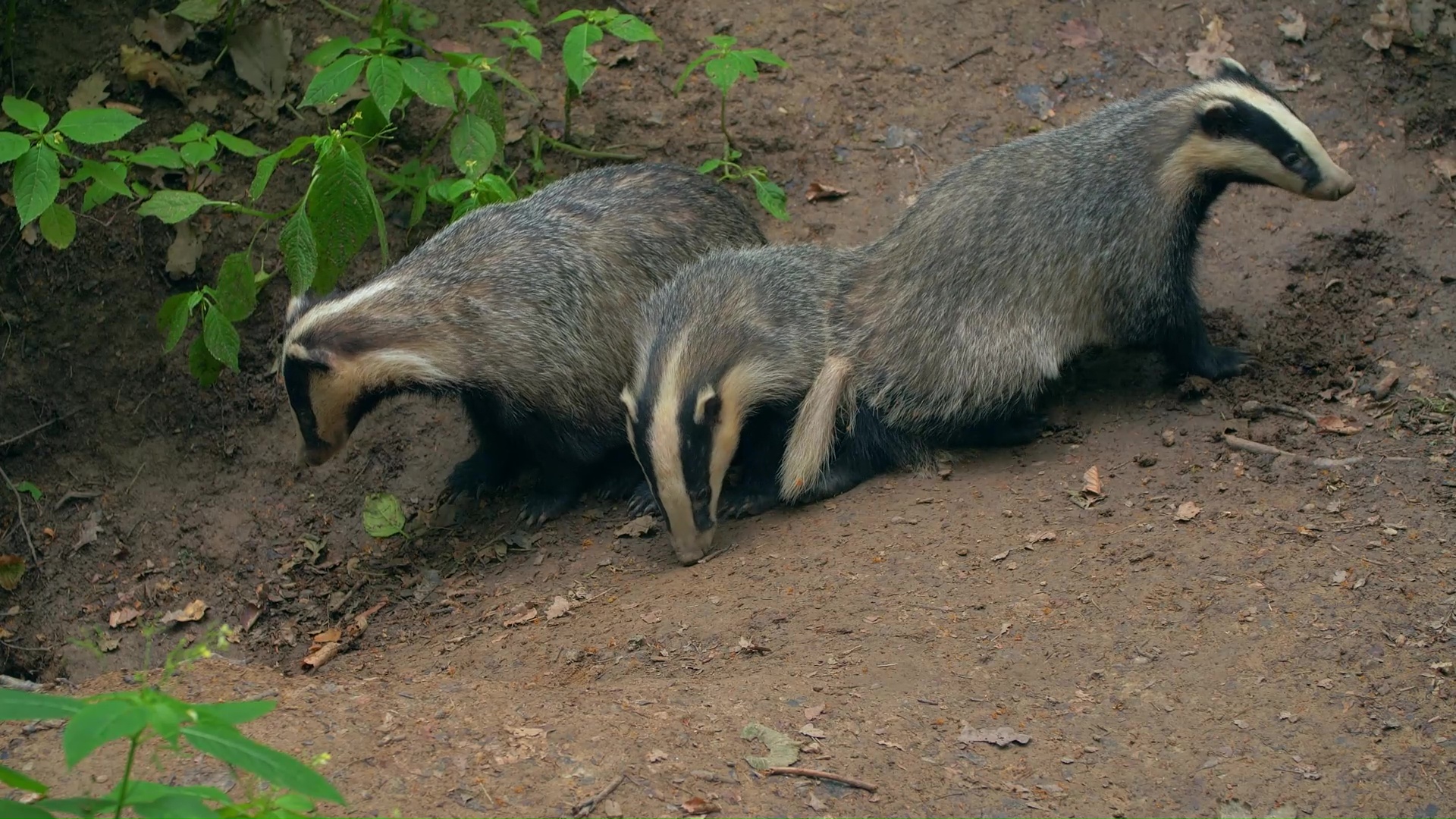 I captured a rare badger family moment