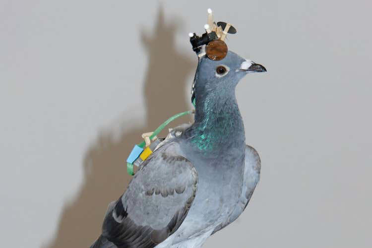 Pigeons lock their eyes in place when they are flying