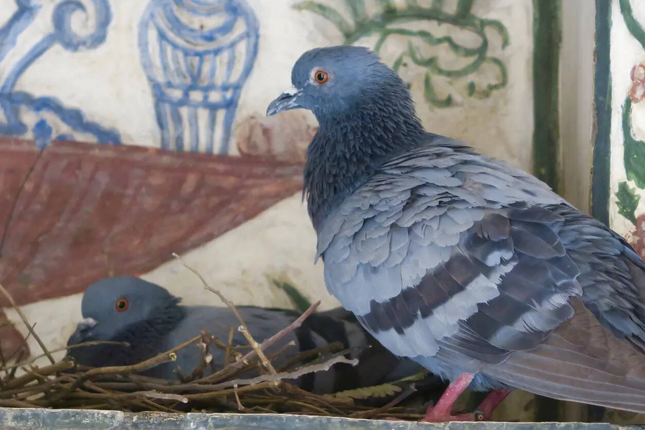 Birds keep pooping on your patio? Try these 7 practical, bird-friendly ...
