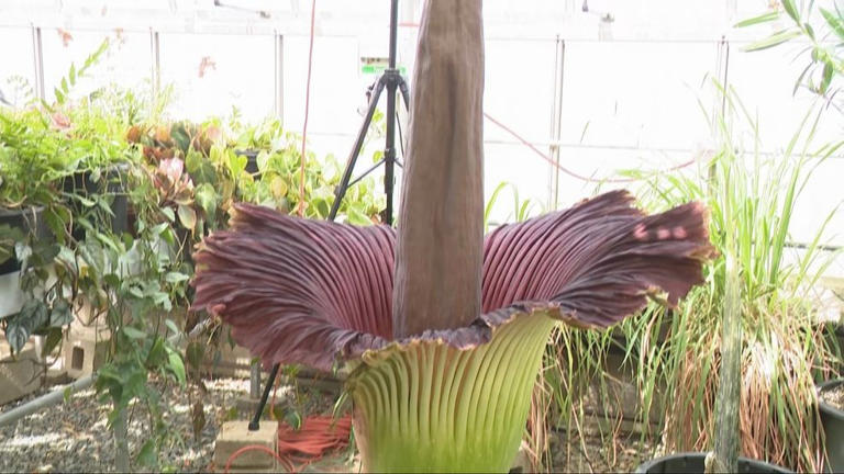 University of Rhode Island corpse flower blooms, bringing crowds and ...
