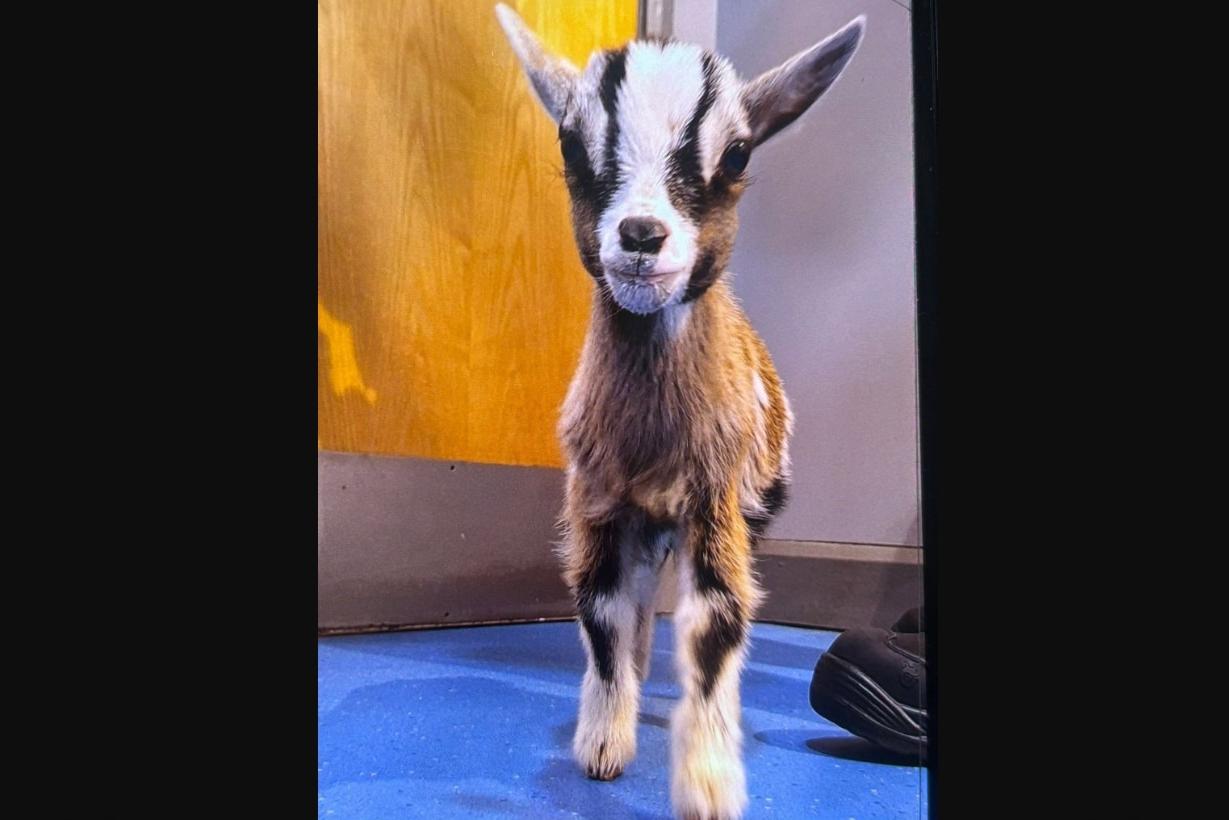 2 arrested after a 3-week-old pygmy goat, which was kidnapped from a Co ...