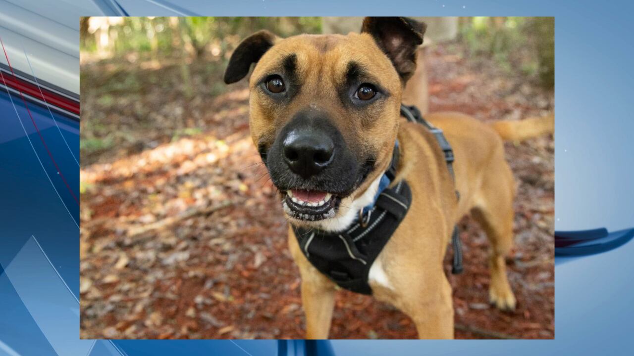 The Humane Society of North Central Florida is hosting event days with ...