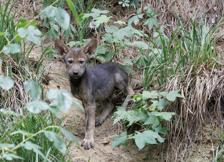 Museum of Life and Science debuts climate exhibit, welcomes red wolf pups