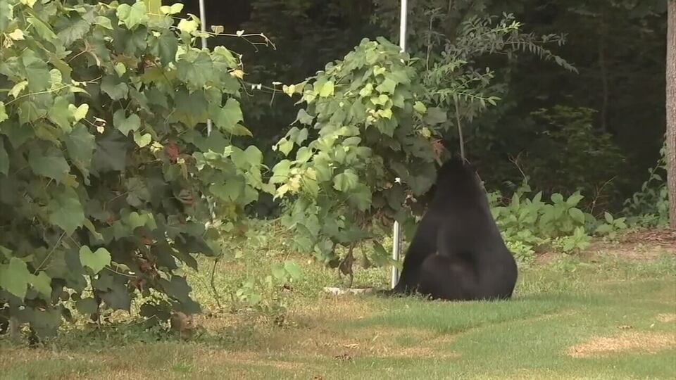 Bear sightings prompt alert in Seminole County
