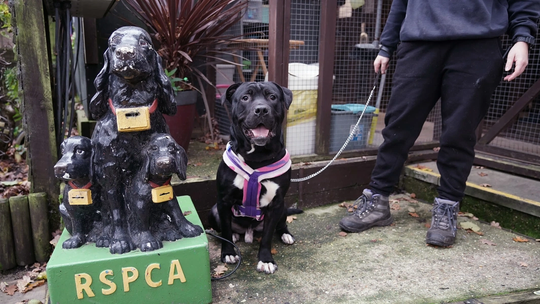 New app matches dogs for playdates amid surge in pet stories