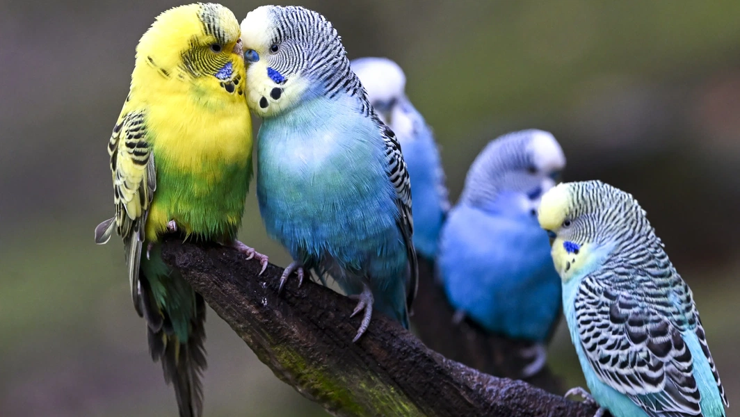 7 pet birds ideal for beginners