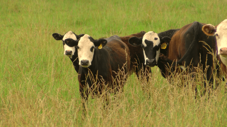 New reporting system available for suspected New World screwworm cases ...