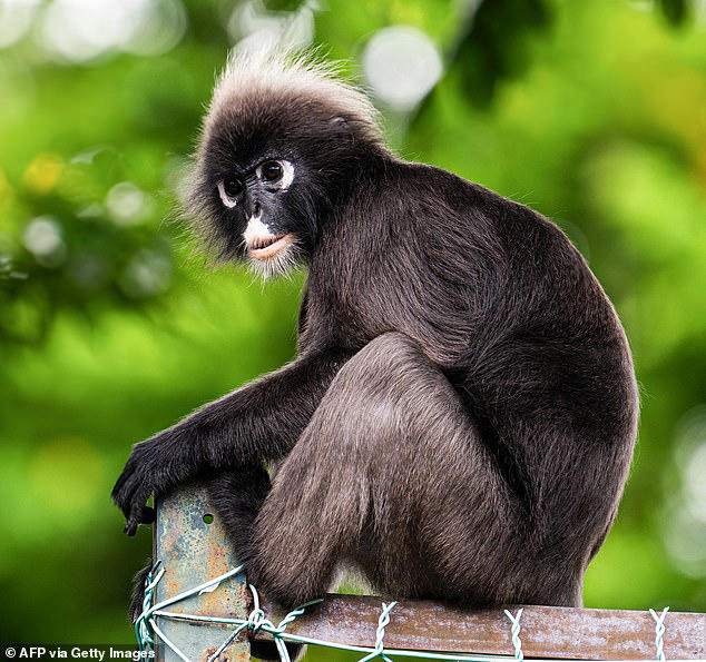 Woman admits trading her foster daughter with a monkey because they ...