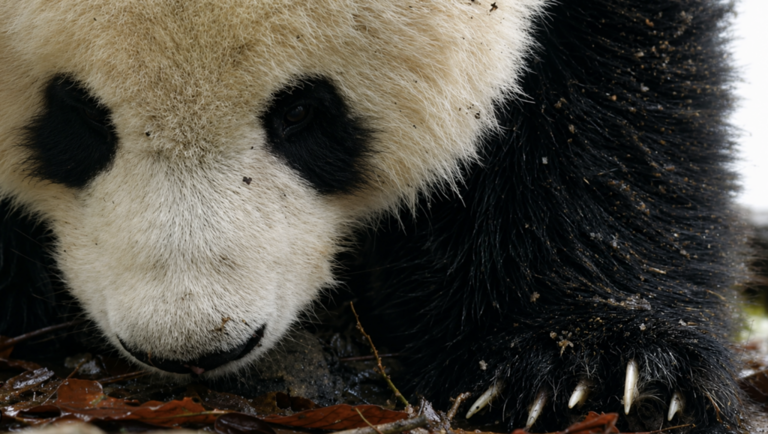 The dark side of pandas
