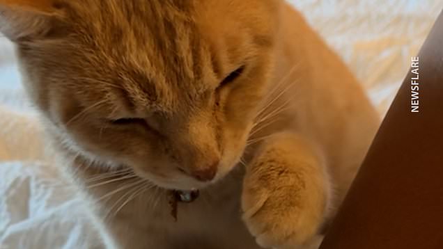 Sneaky cat discreetly tries to steal food