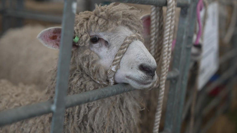 County show deemed 'the best' by celebrity farmer