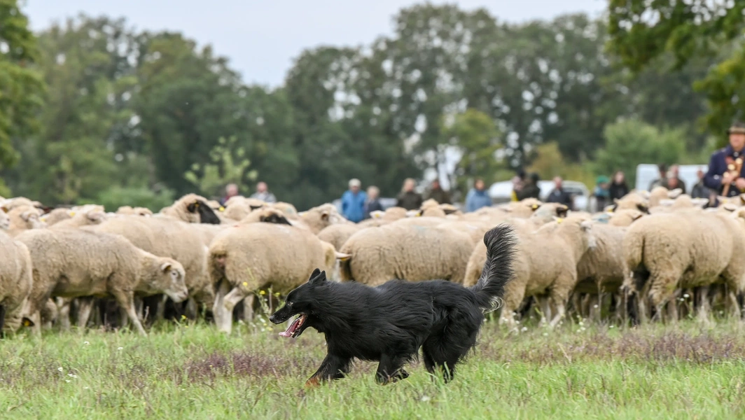 Finding your perfect shepherd dog match