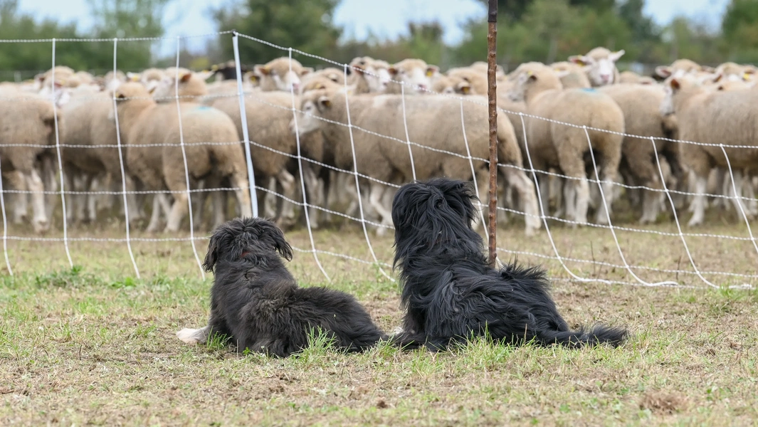 8 remarkable shepherd dog breeds and their roles