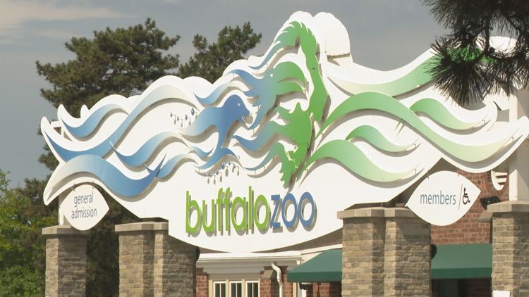 Baa-d boy! Buffalo Zoo bighorn sheep makes a morning escape