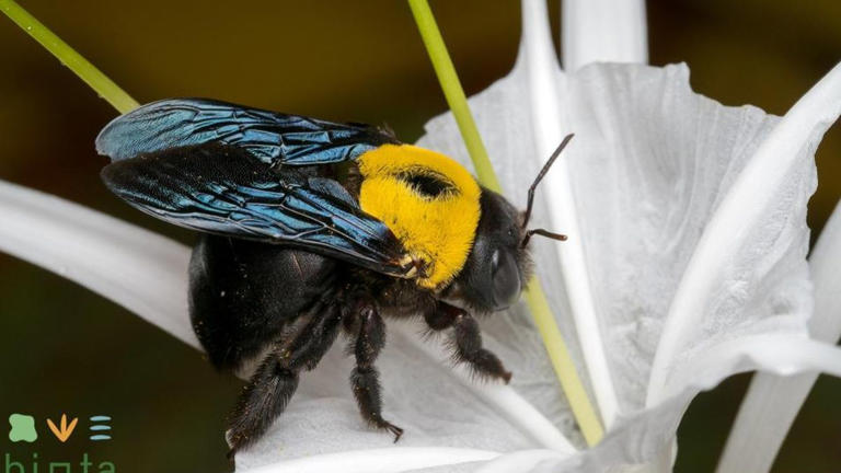 Existen 102 especies de abejas que solo puedes ver en Canarias, y 56 de ...