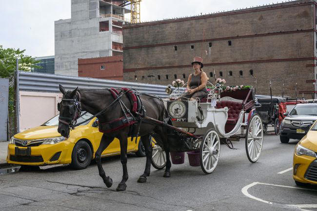 Union, Central Park Conservancy react to necropsy results