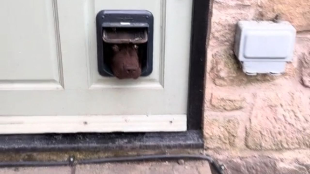 Tiny dog door lets adorable pup take home security seriously