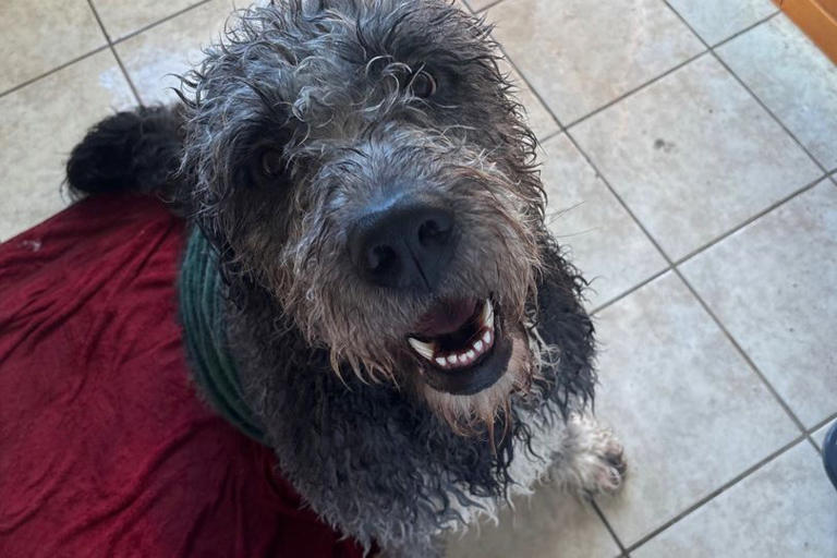 Dog in Knicks jersey shot and killed by LAPD raises staggering $160,000