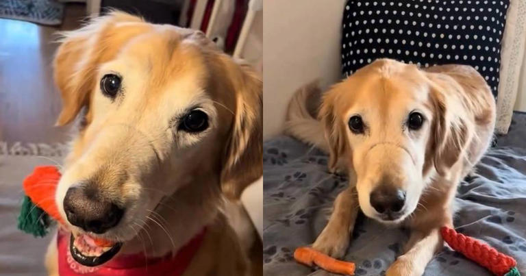 Adopted senior dog's scar on nose now has a totally different meaning