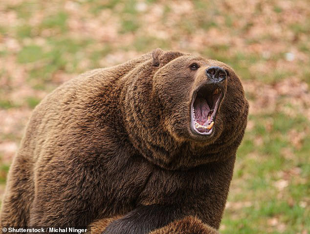 Group of teens are injured after being attacked by a bear on popular ...