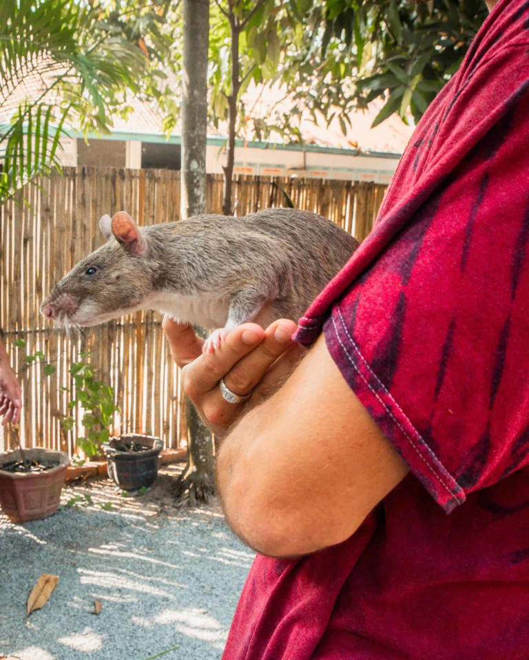 Rat hailed as a hero after helping clear landmines