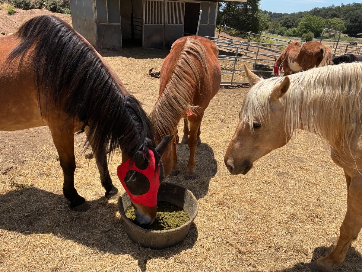 Over 100 horses remain in care nearly 7 weeks after Julian animal rescue