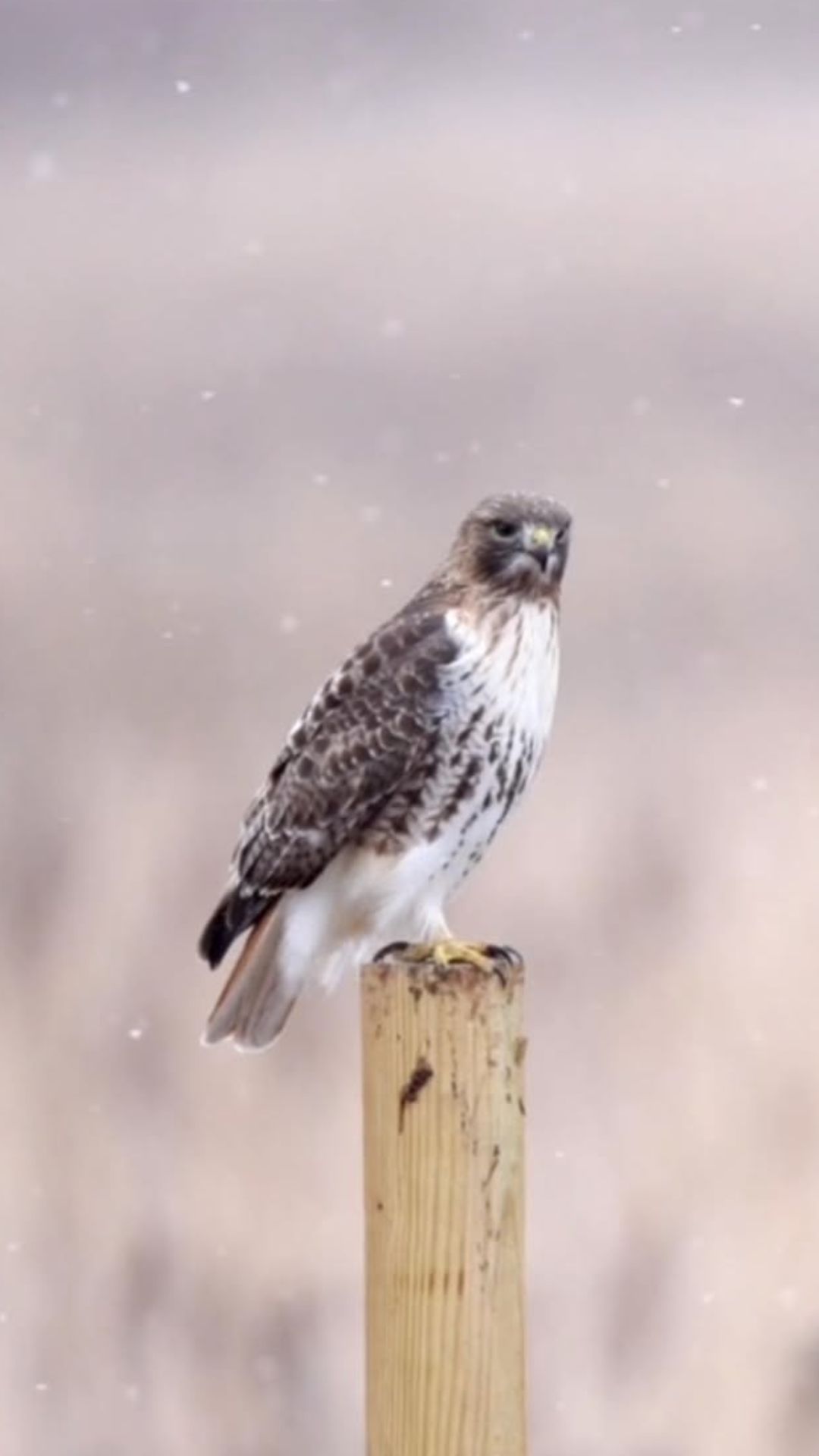 Why immature red-tailed hawks look so different in winter