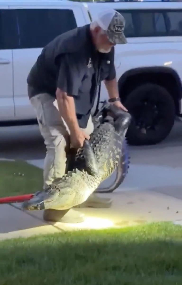 Massive alligator sparks terror as goes for 3-hour stroll