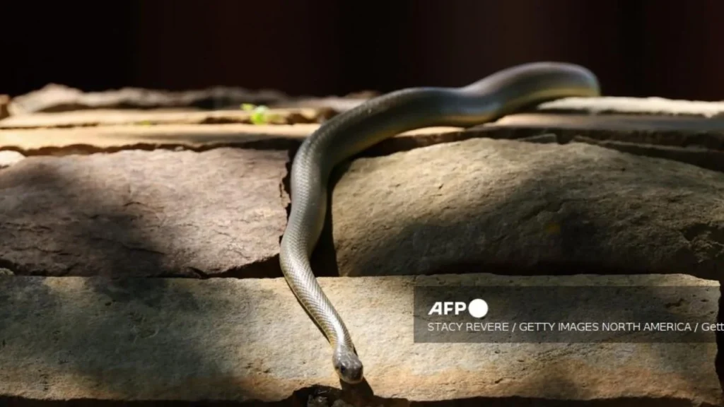Serpiente venenosa se cuela y alerta a la selección de Alemania
