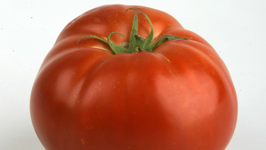Brandywine tomatoes: history, varieties, and cultivation