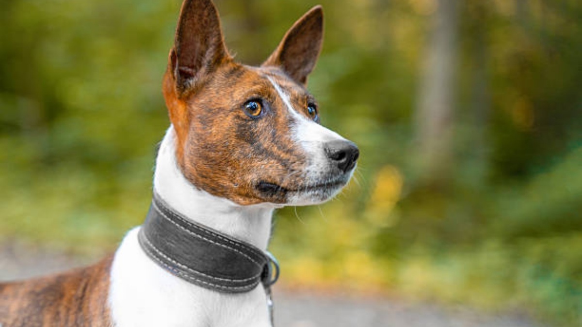 These 16 dog breeds become incredible companions once they settle in