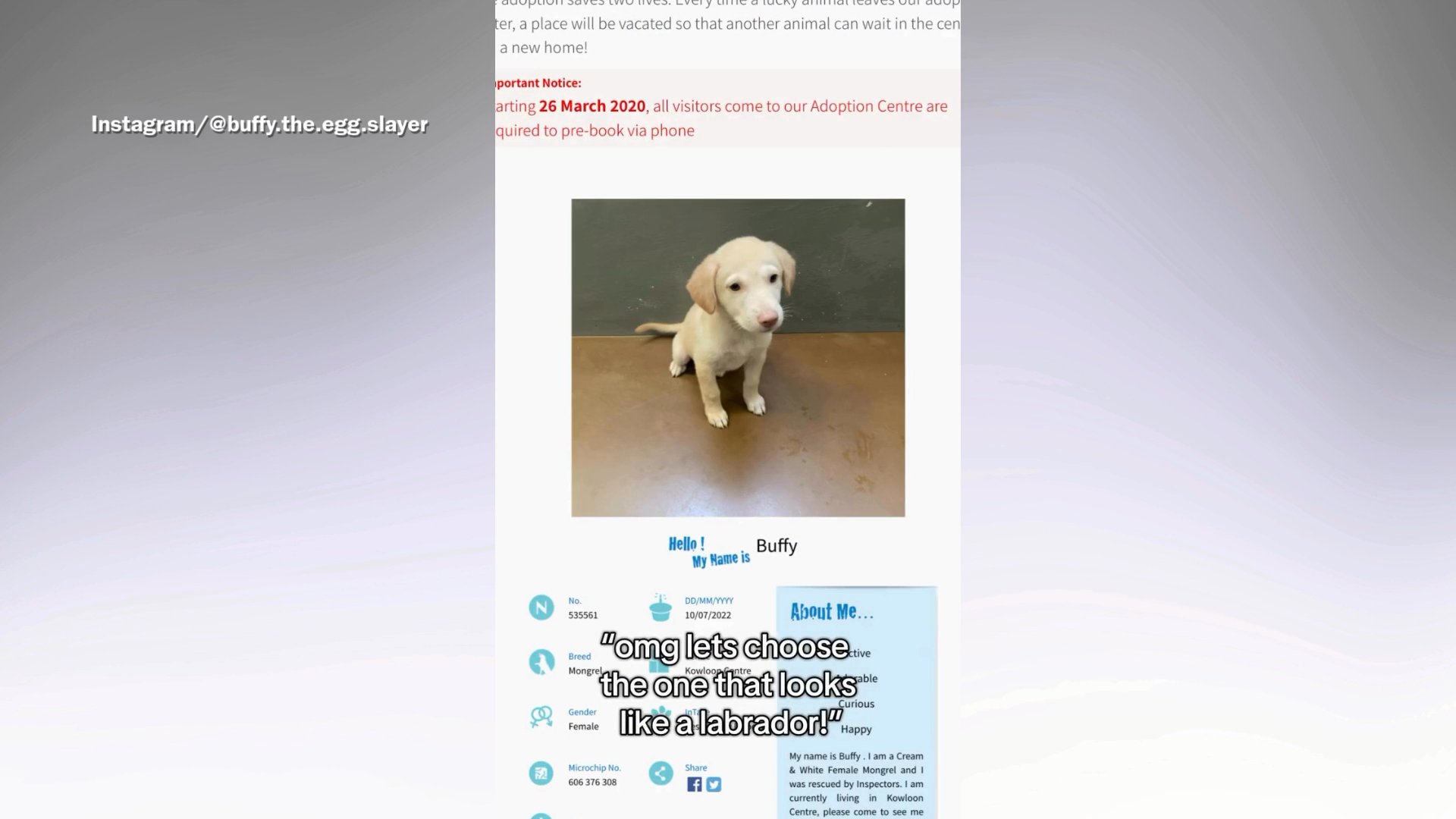 Owners think they adopted a Labrador puppy