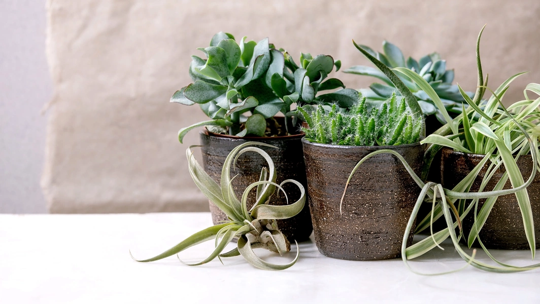 13 resilient houseplants for effortless indoor care