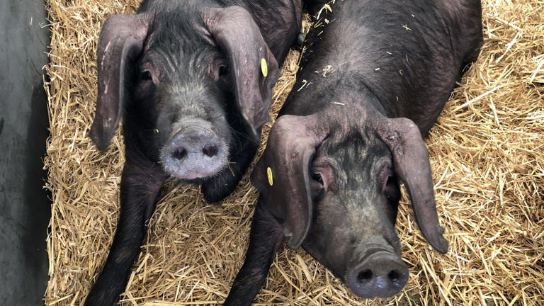 The animal magic of the Lincolnshire Show