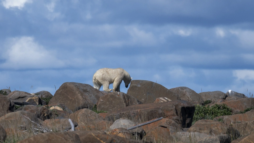 Climate change and rising polar bear encounters