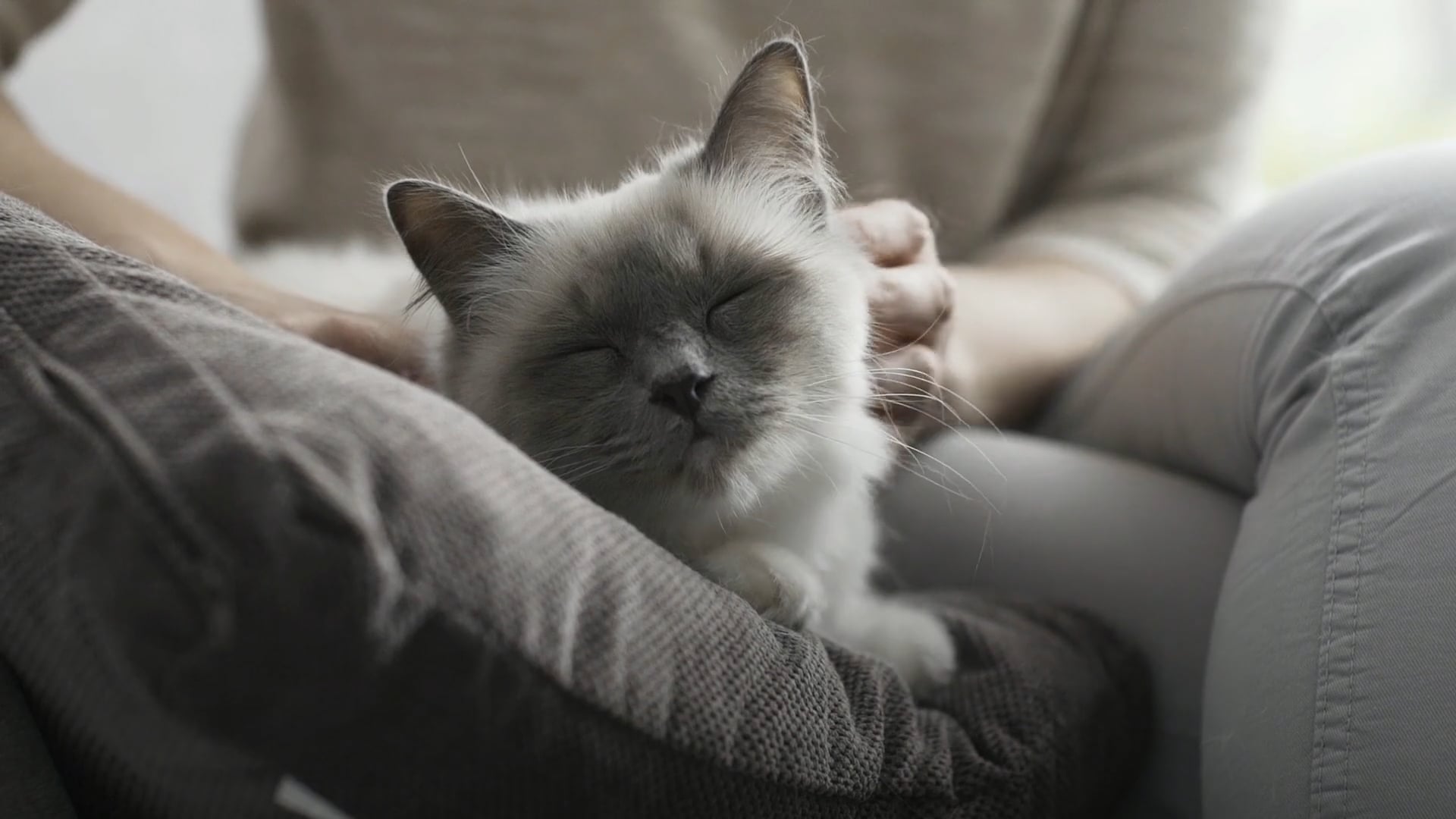The real reason cats purr