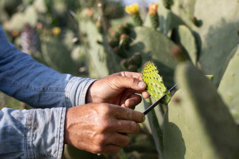 Prickly pear peel waste shows promise as sustainable wool dye