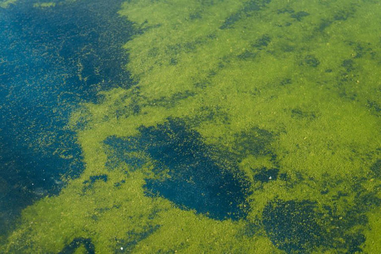 Did the Reflecting Pool remodel cause the bright green algae bloom?