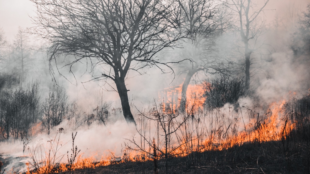 The Box Fire scorched 145 acres in Arizona’s Saguaro National Park ...