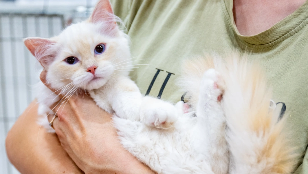 11 affectionate cat breeds and their loving traits
