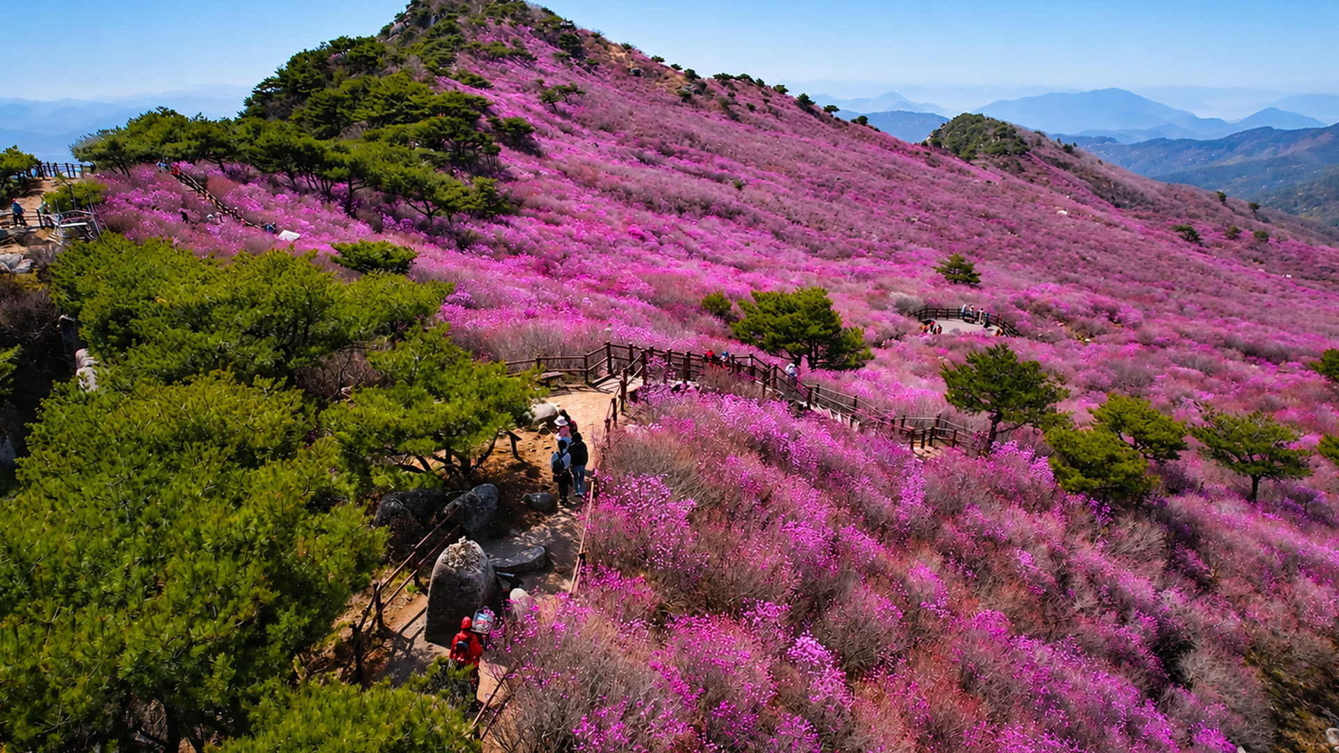 A seasonal landscape that lasts only weeks