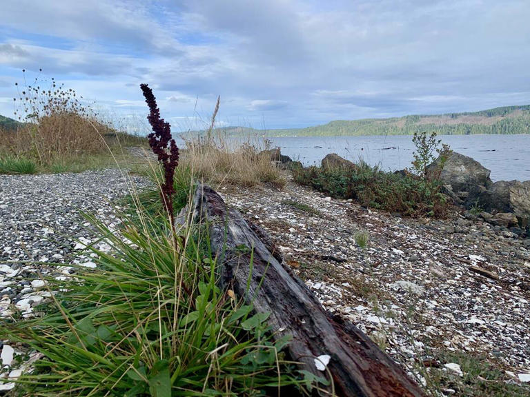 Potentially lethal shellfish toxin closes harvest at popular Puget ...